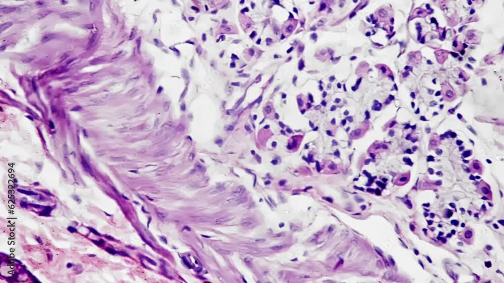 Cross section of human smooth muscle filmed under microscope with 400x ...