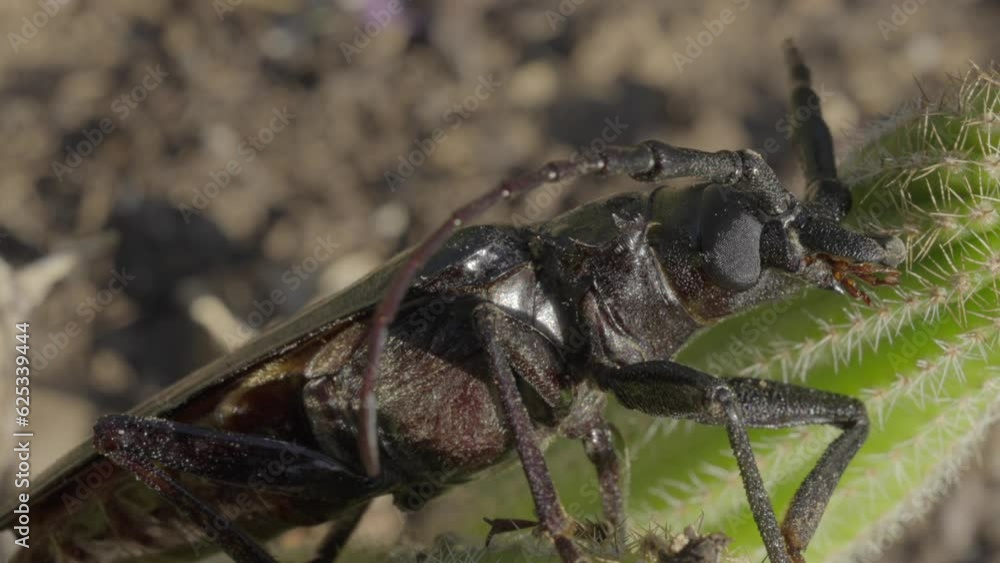 This macro video shows a side view of a huge palos verde longhorn ...