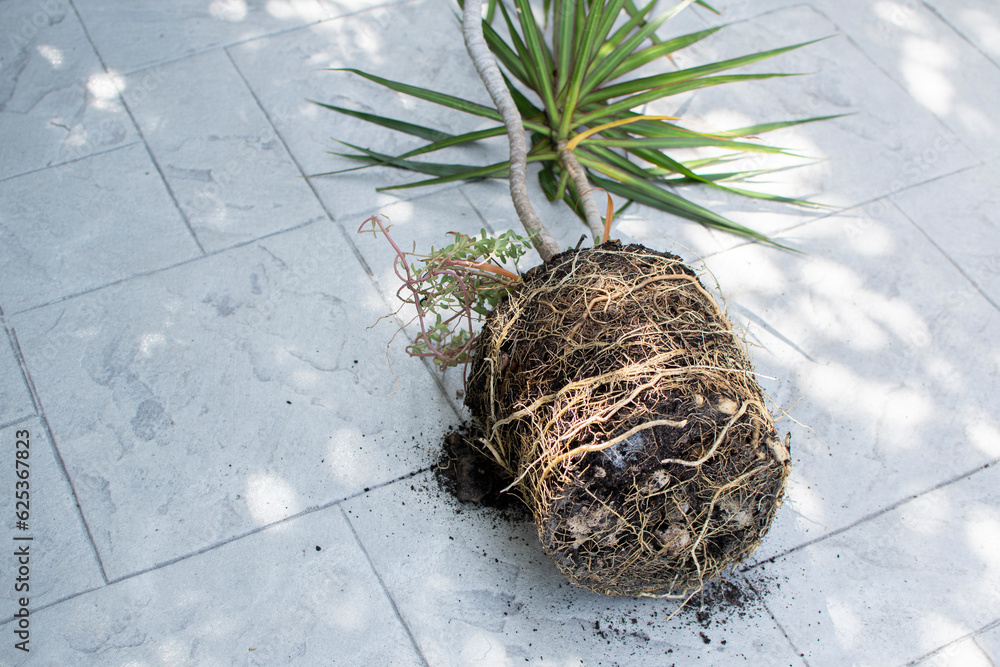 Repotting dracaena with root bounding. Root bound house plant. Tight ...