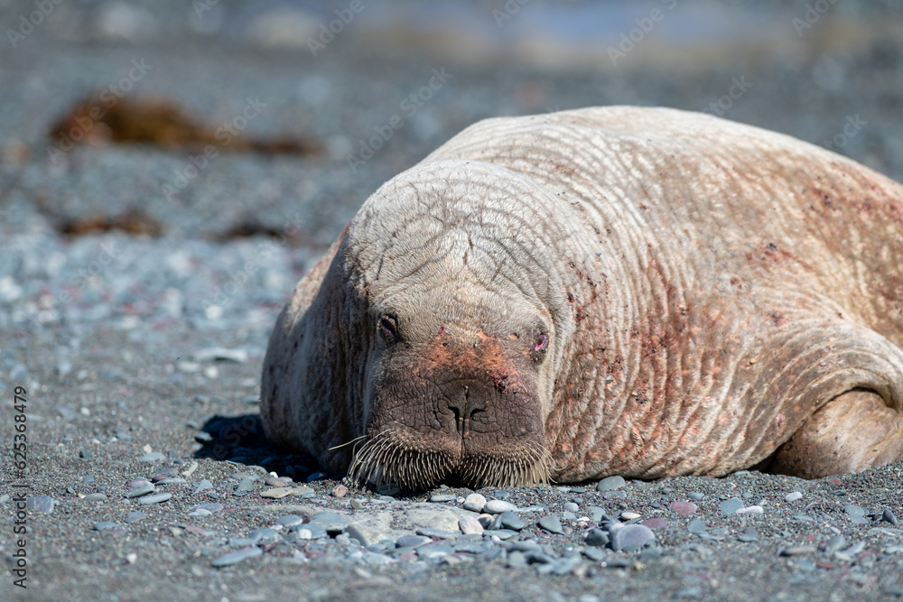 A large wild male walrus laying on a rocky beach with two long ivory ...