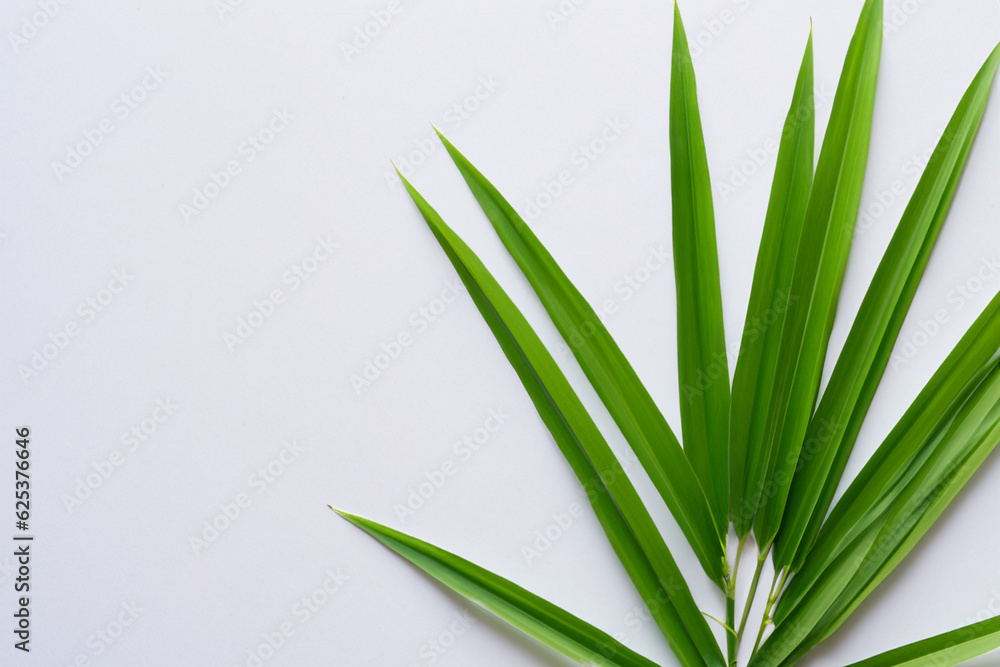 Beautiful Leaf Background with White Paper A Refreshing and Serene ...