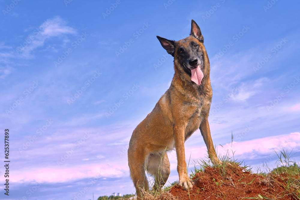 female belgian malinois shepherd standing on a soil mound on a bright ...