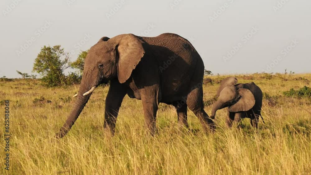 Slow Motion of Baby Elephant and Protective Mother Protecting its Young ...