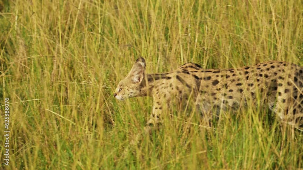 Slow Motion Shot of Wild cat serval hunting in tall grass, low down ...
