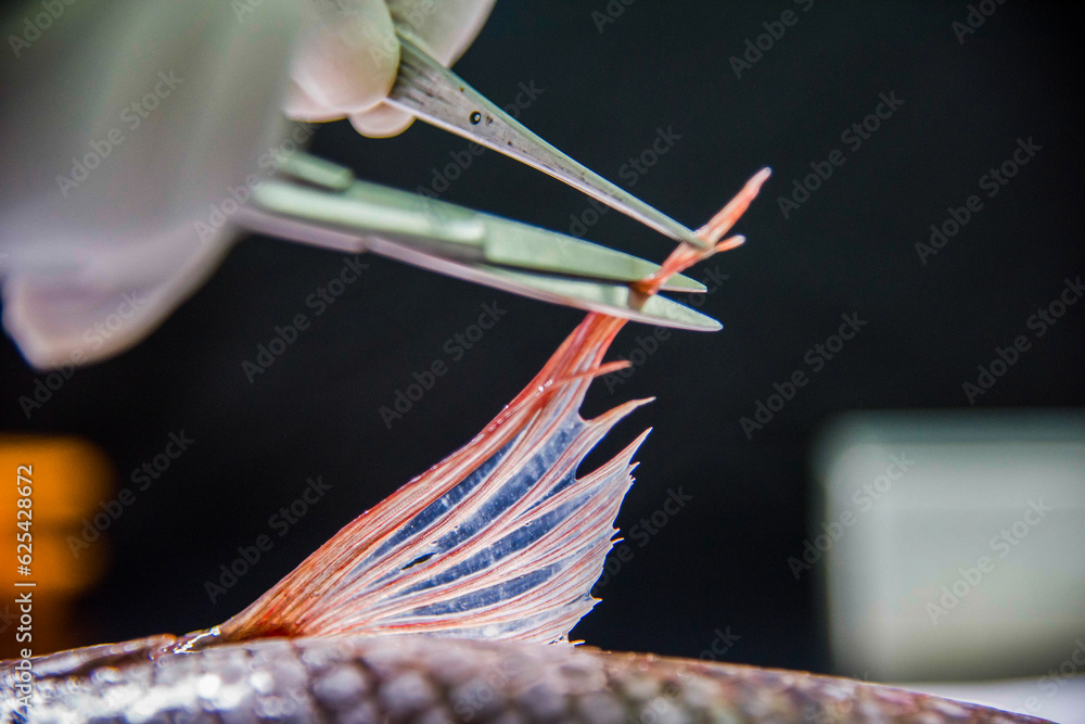 Anatomy of Tilapia Fish for detecting disease Stock Photo | Adobe Stock