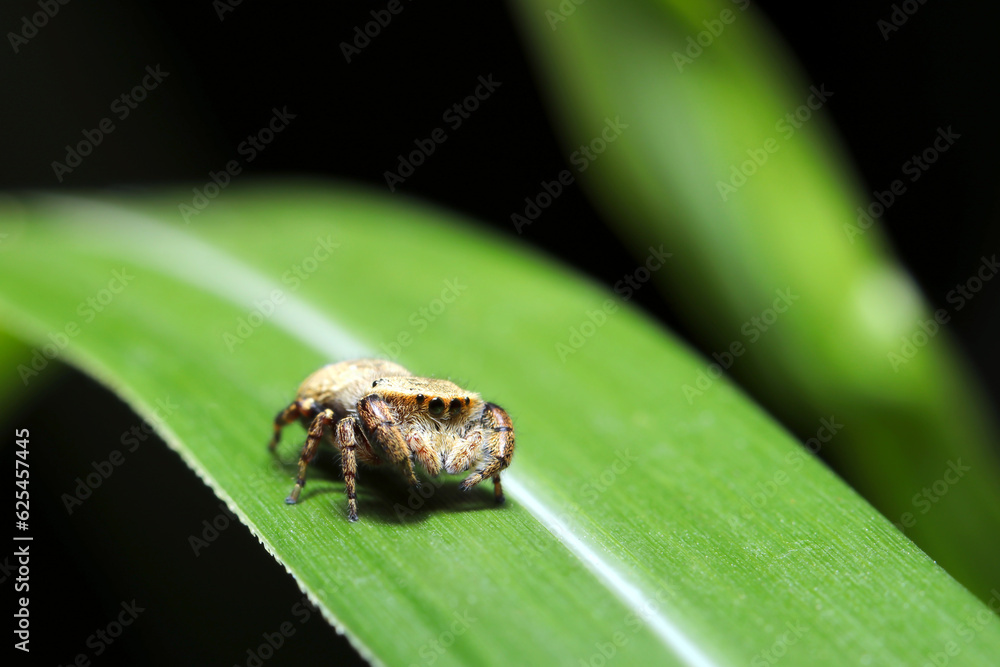 Japanese jumping spider (Karasuhaetorigumo, Rhene atrata)(Sunny outdoor ...