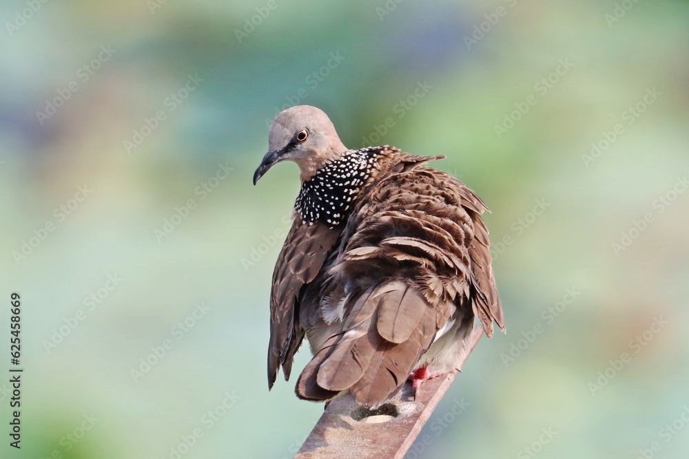 Spotted dove (Spilopelia chinensis), long-tailed pigeon birds Stock ...