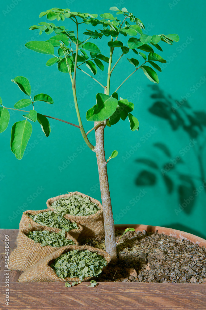 Small Moringa tree, shredded leaves, in small jute sacks, on a brown ...