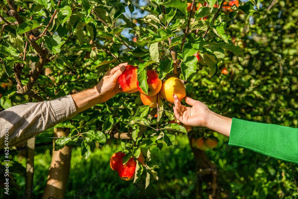 Handmade collecting fruits. Farmers hand freshly harvested apples ...