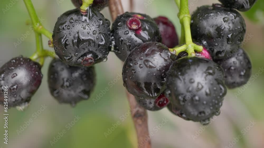 java plum cluster with rain water drops close up shot 4k 25p Stock ...