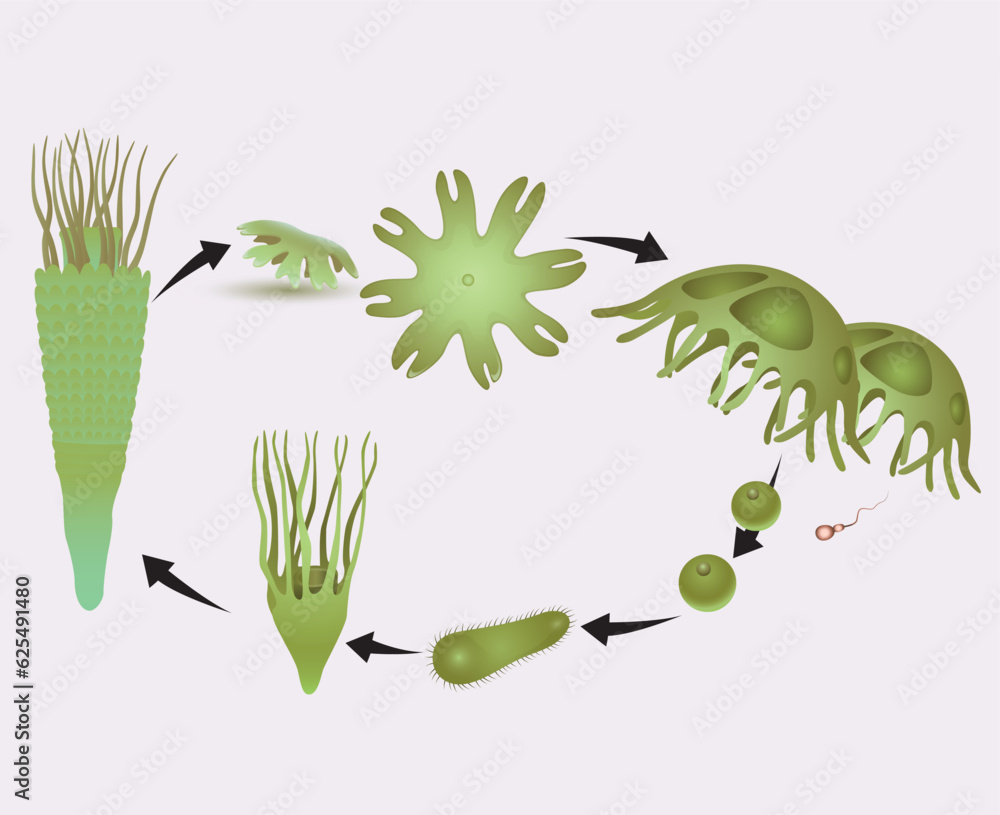 Cell division and reproduction, reproduction in living things, division ...