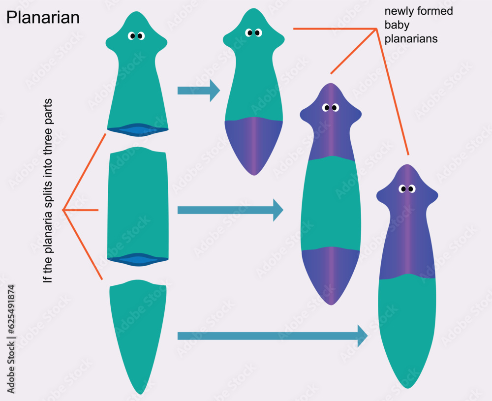 Cell division and reproduction, reproduction in living things, division ...