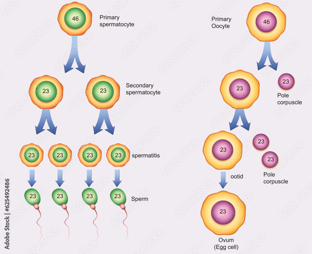 Cell division and reproduction, reproduction in living things, division ...