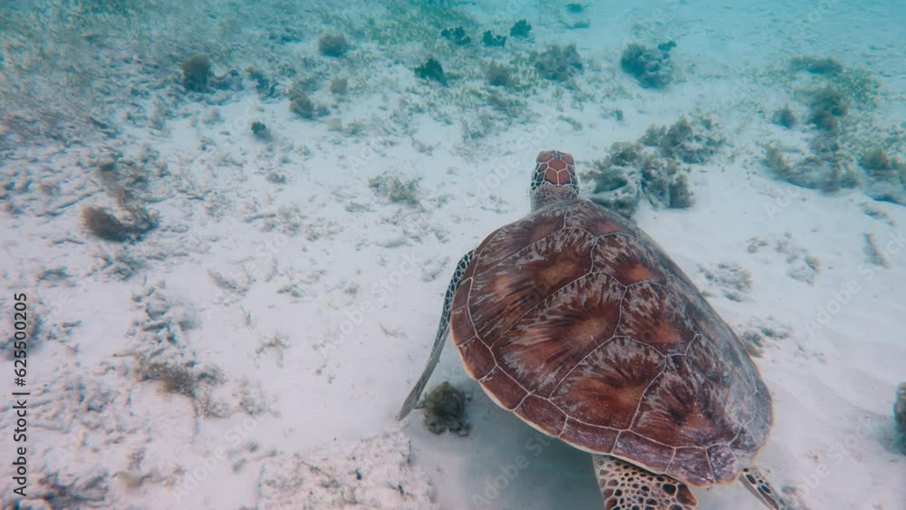 Pov fast following hawk turtle swimming undersea. A turtle underwater ...