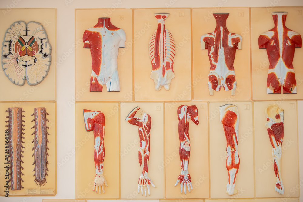 Educational medical model of the structure of muscles and human organs ...
