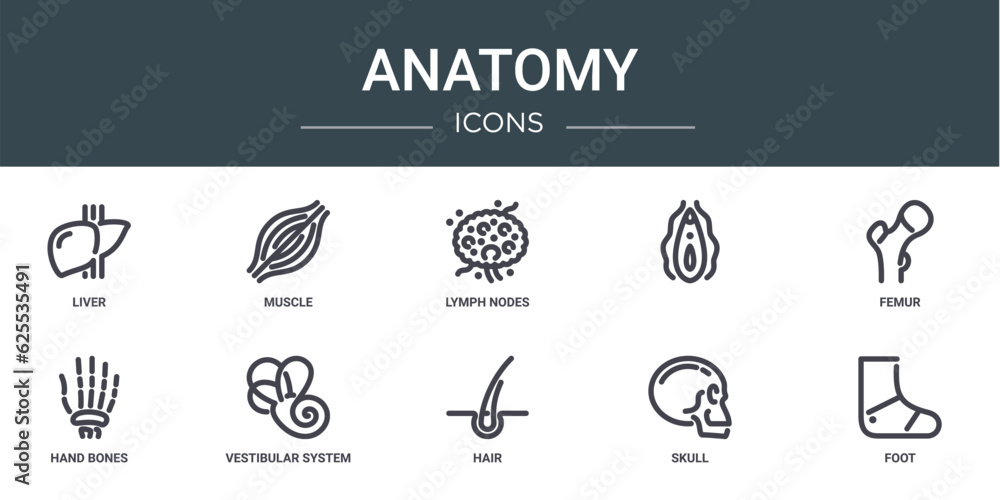 set of 10 outline web anatomy icons such as liver, muscle, lymph nodes ...