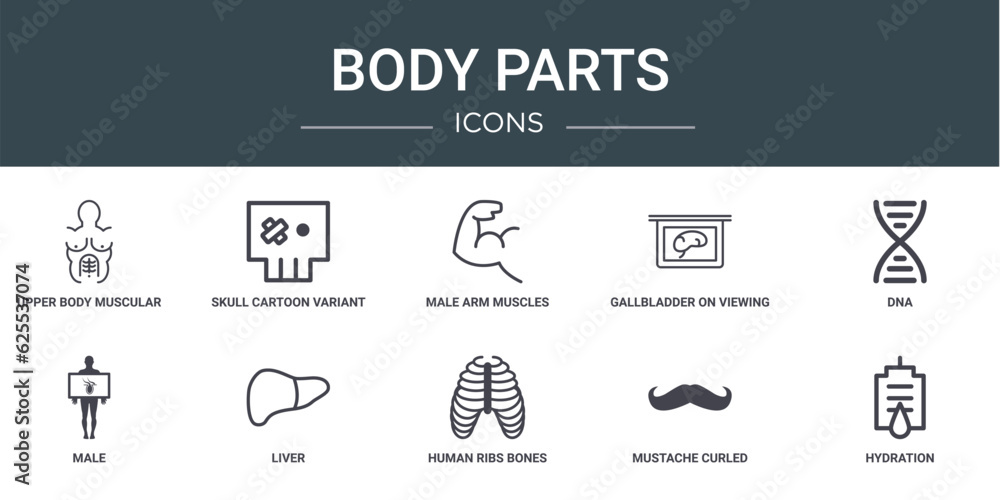 set of 10 outline web body parts icons such as upper body muscular view ...