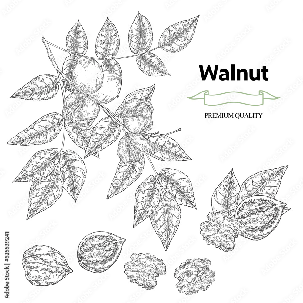 Walnuts set. Hand drawn Walnut tree branch with ripe nuts and leaves ...