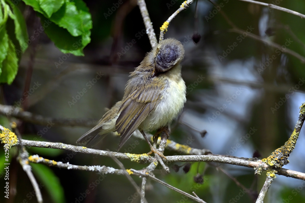 juvenile Chiffchaff // junger Zilpzalp (Ästling) - (Phylloscopus ...