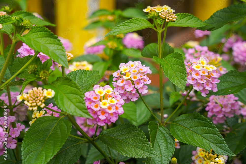 Lantana camara (common lantana) is a species of flowering plant within ...