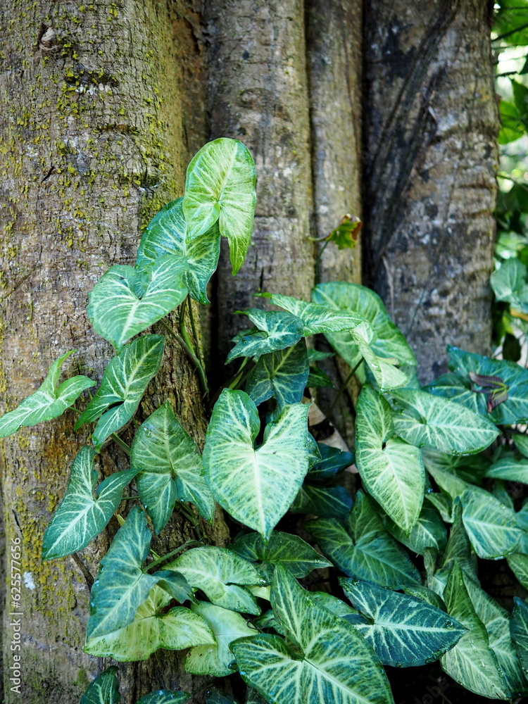 Arrow Head Plant or Tricolor Nephthytis grows in a garden under a large ...