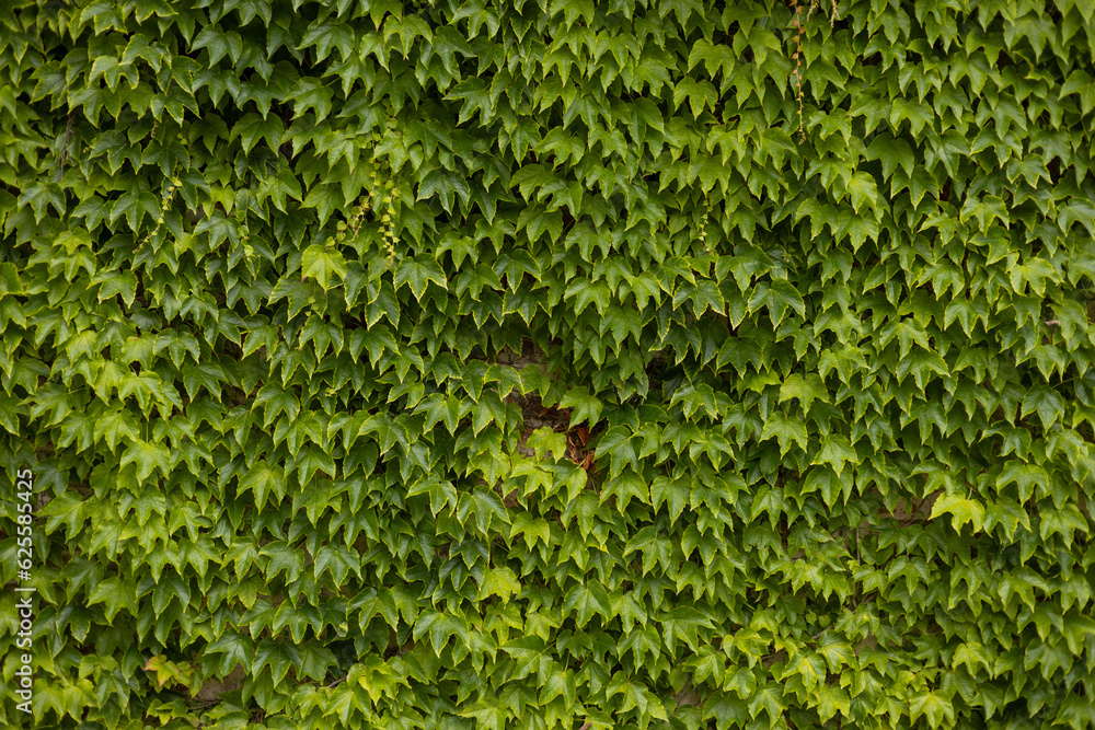 Ivy texture. Ivy hedge background. Ivyberry backdrop. Ivy Green wall ...