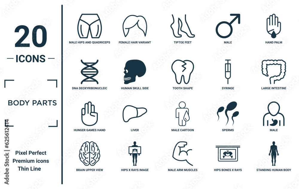 body parts linear icon set. includes thin line male hips and quadriceps ...