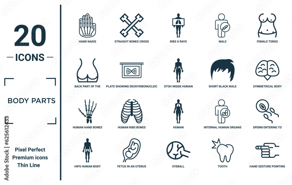 body parts linear icon set. includes thin line hand nadis, back part of ...