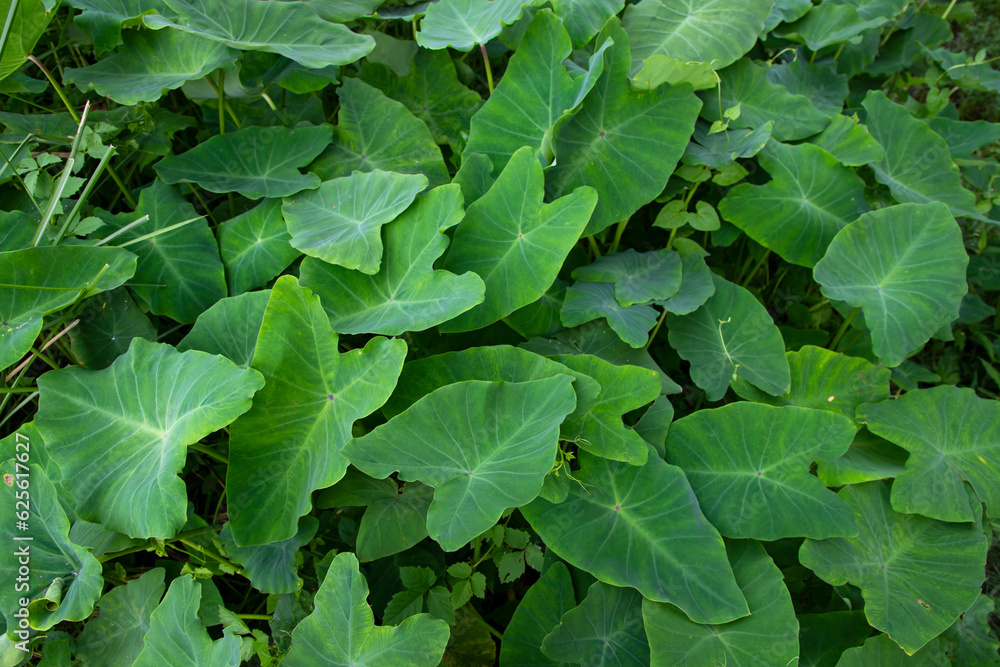 Taro leaf in the garden, Taro leaves background, Colocasia esculenta ...