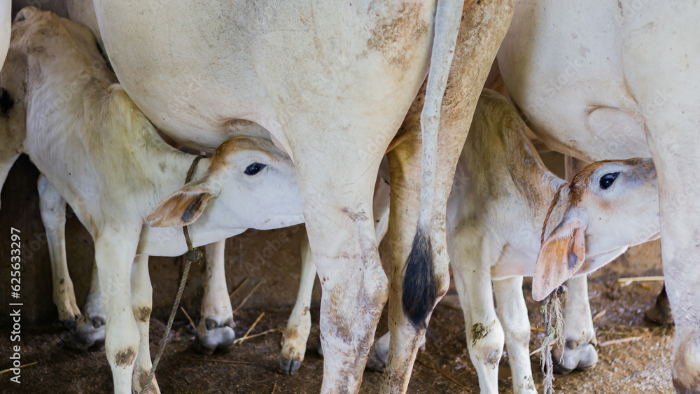 A baby calf of white color sucking milk from the nipple of lactating ...