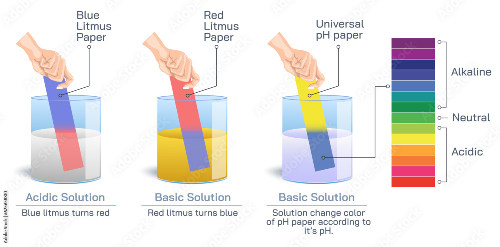 Litmus paper and change in color with reaction with acids vector ...
