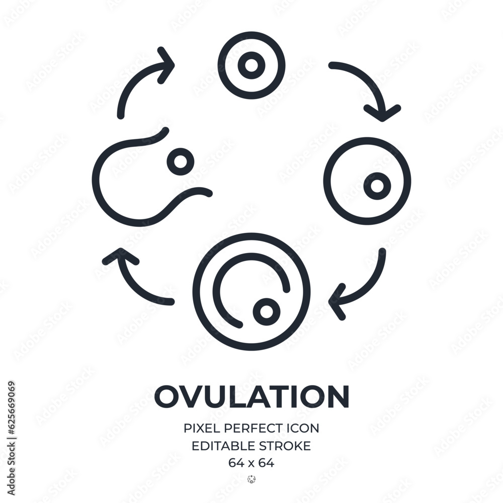 Ovulation process editable stroke outline icon isolated on white ...