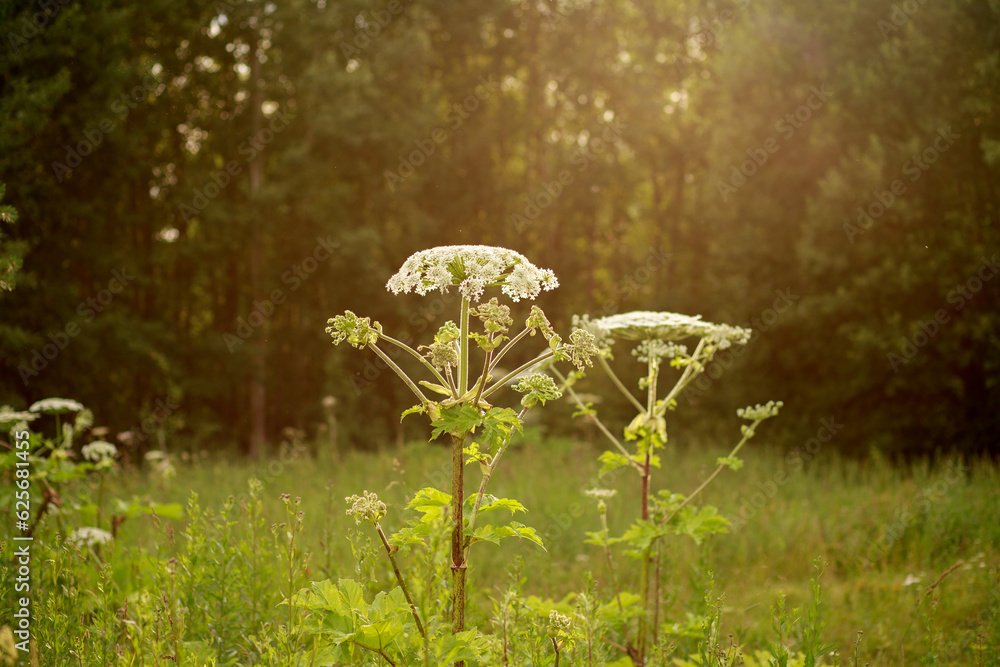 dangerous hogweed plant in the sun. large weed, silage culture of ...