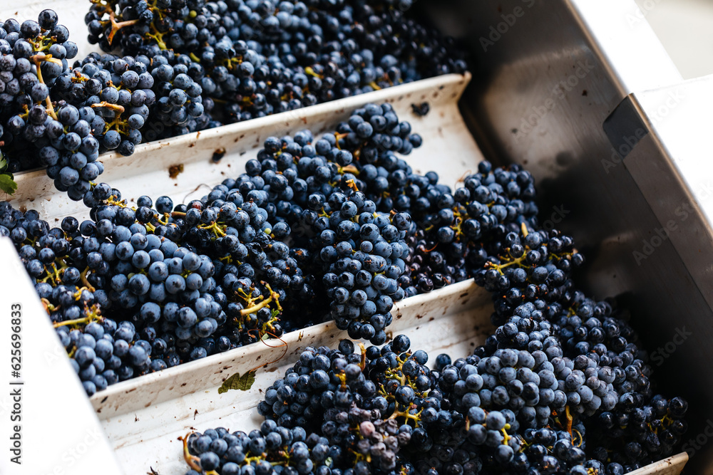 Grape clusters on the Sorting Table during harvest in California's Wine ...