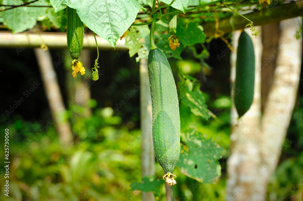 Towel gourd (Luffa acutangula) on a vine in garden. The dried fibrous ...