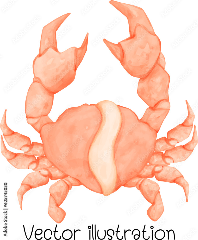 Crab. Sea crab, crab claw,Vector illustration Watercolor sea Stock ...