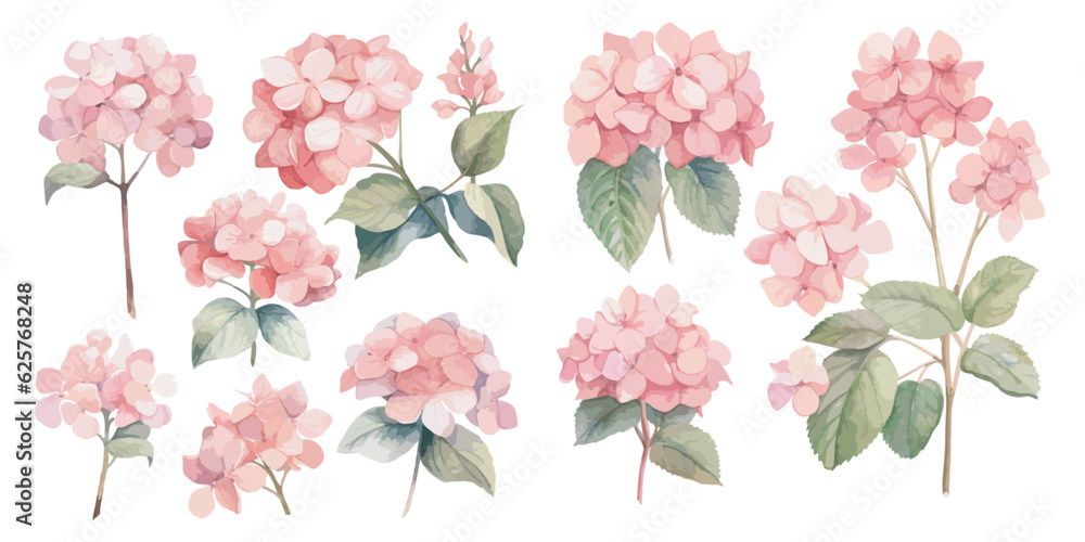 Watercolor pink hydrangea clipart for graphic resources Stock Vector ...