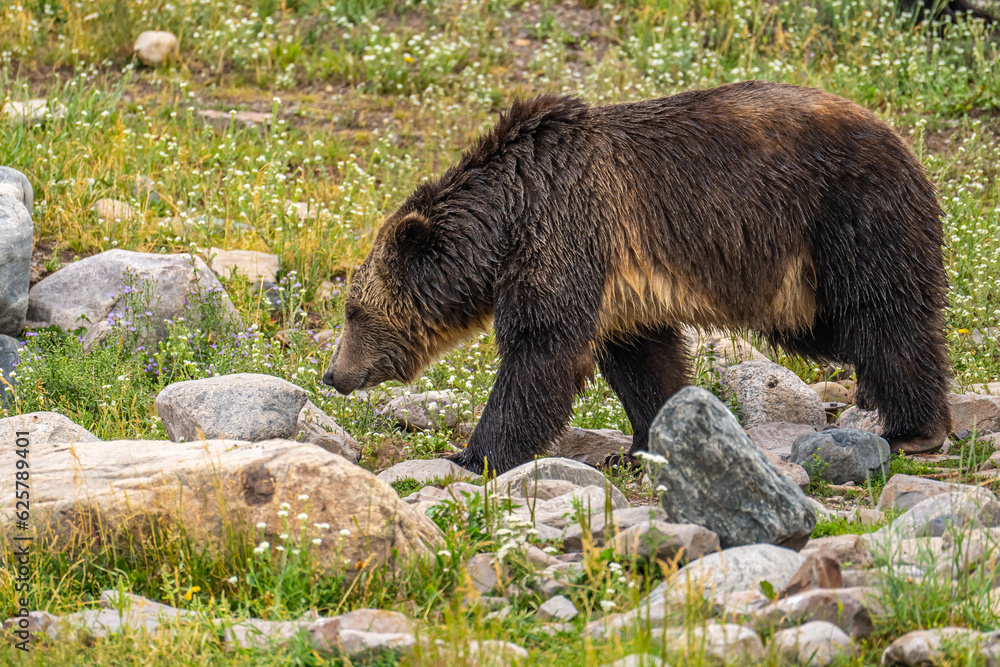 Grizzly bear at the Grizzly Wolf Discovery Centre, Yellowstone National ...