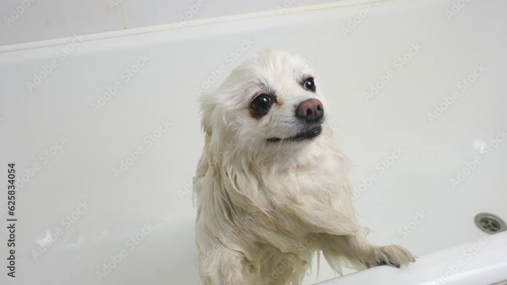portrait of a white wet pomeranian dog in the bathtub, the pet was ...