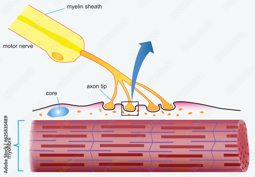 Motor units in muscular system with fibers neuron anatomy outline ...