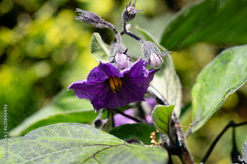 Poster Blüten und Früchte der Aubergine Solanum melongena – Wandbild ...