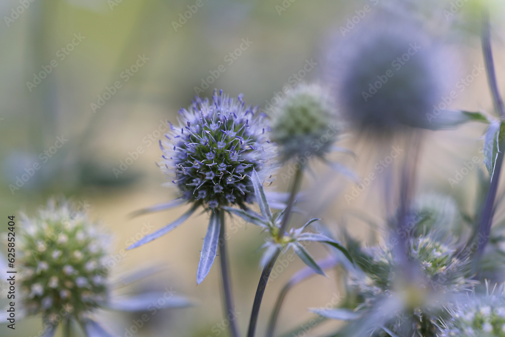 Beautiful blue Eryngium flower plants, who are also known as sea holly ...