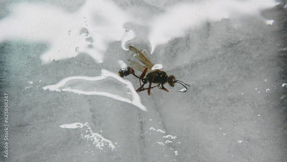 An ancient insect is thawed from ice. Insects of the Ice Age. Insect ...