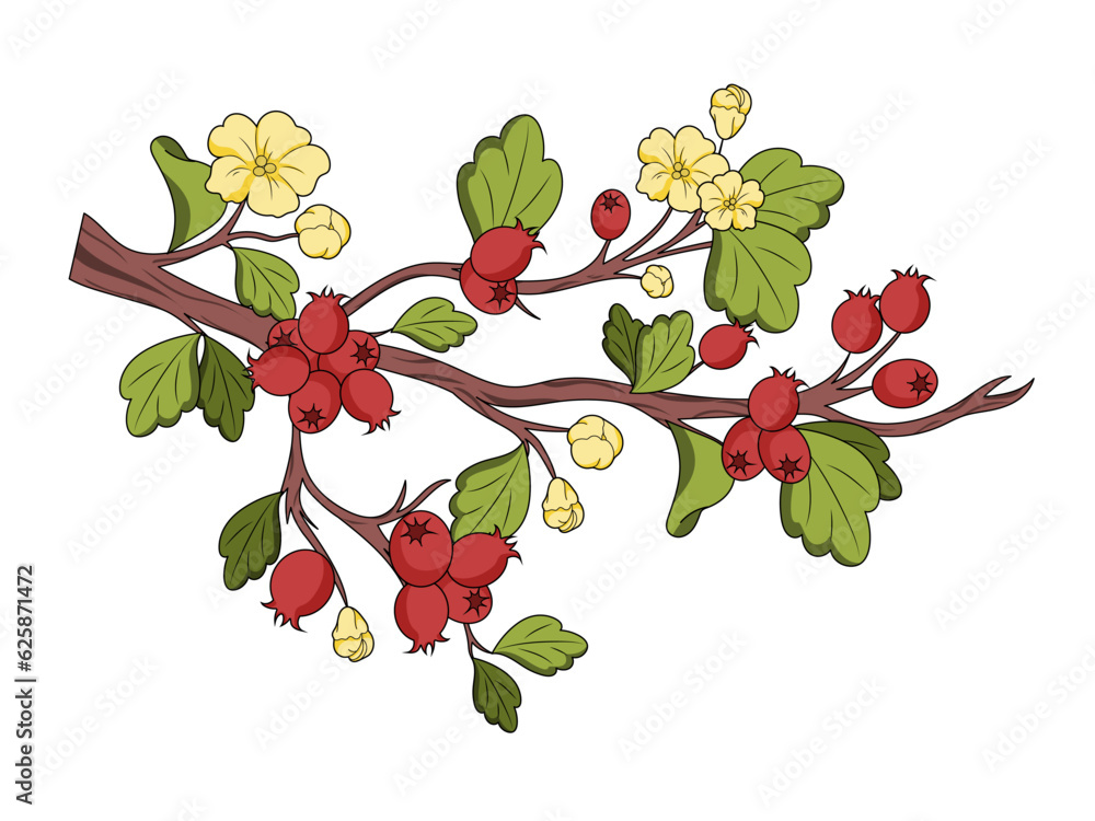 Poster hawthorn crataegus medical plant medicinal plant diagram ...