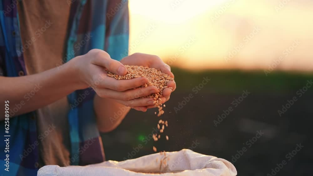 agriculture. farmer hands holding grain close-up wheat barley. business ...