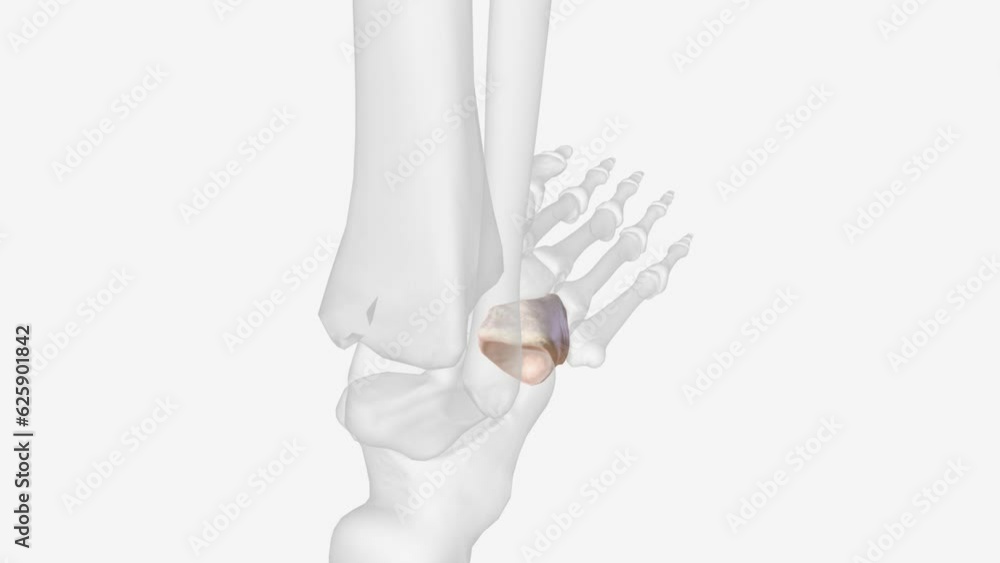 In the human body, the cuboid bone is one of the seven tarsal bones of ...