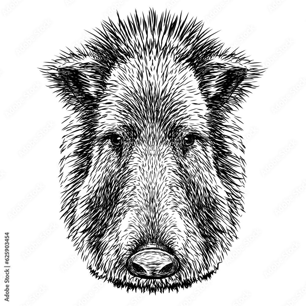 Chacoan peccary. Graphic portrait of a pig's head in sketch style on a ...