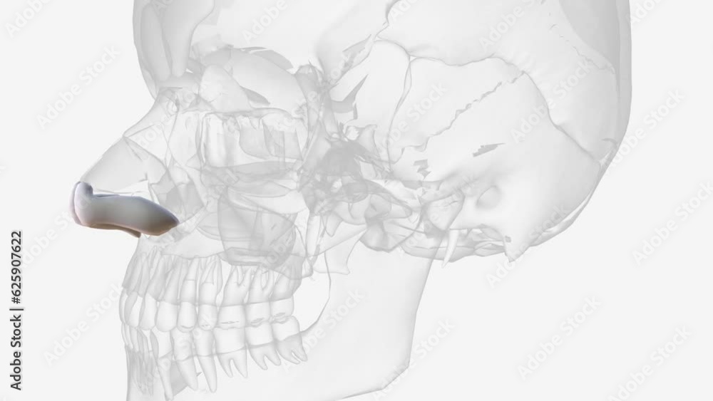 The major alar cartilage (also sometimes called the greater alar ...