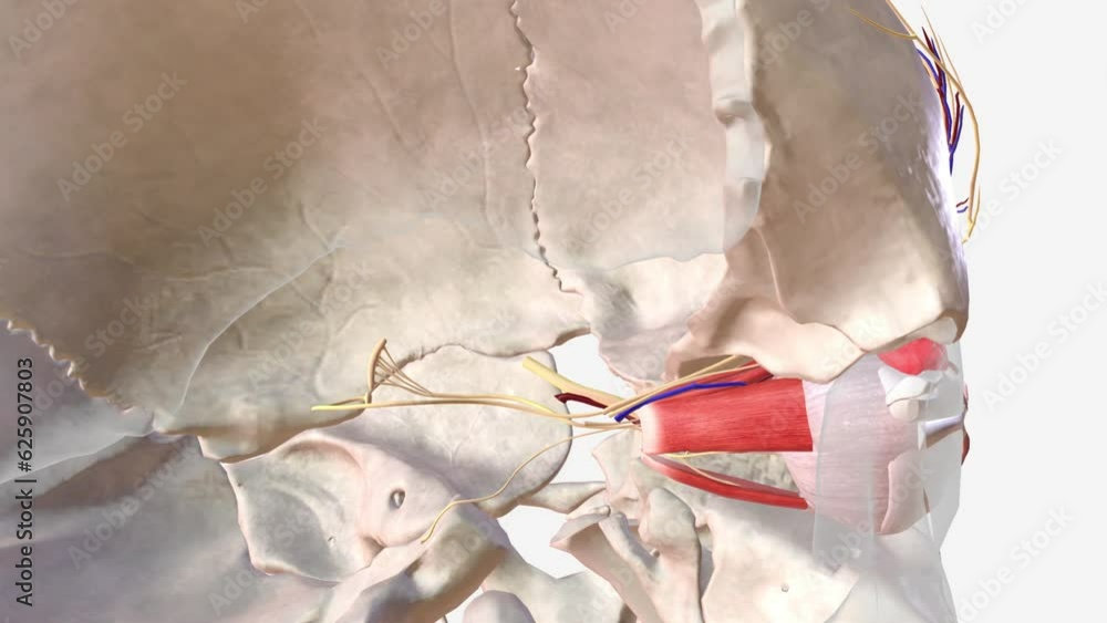 The lacrimal gland is a compound tubuloacinar gland, it is made up of ...