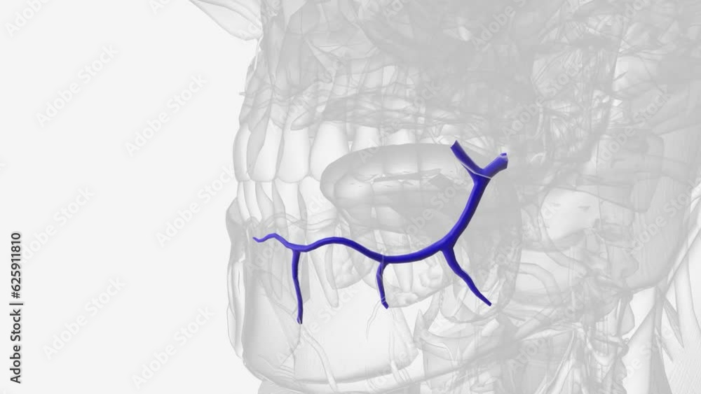 The inferior labial vein is the vein receiving blood from the lower lip ...